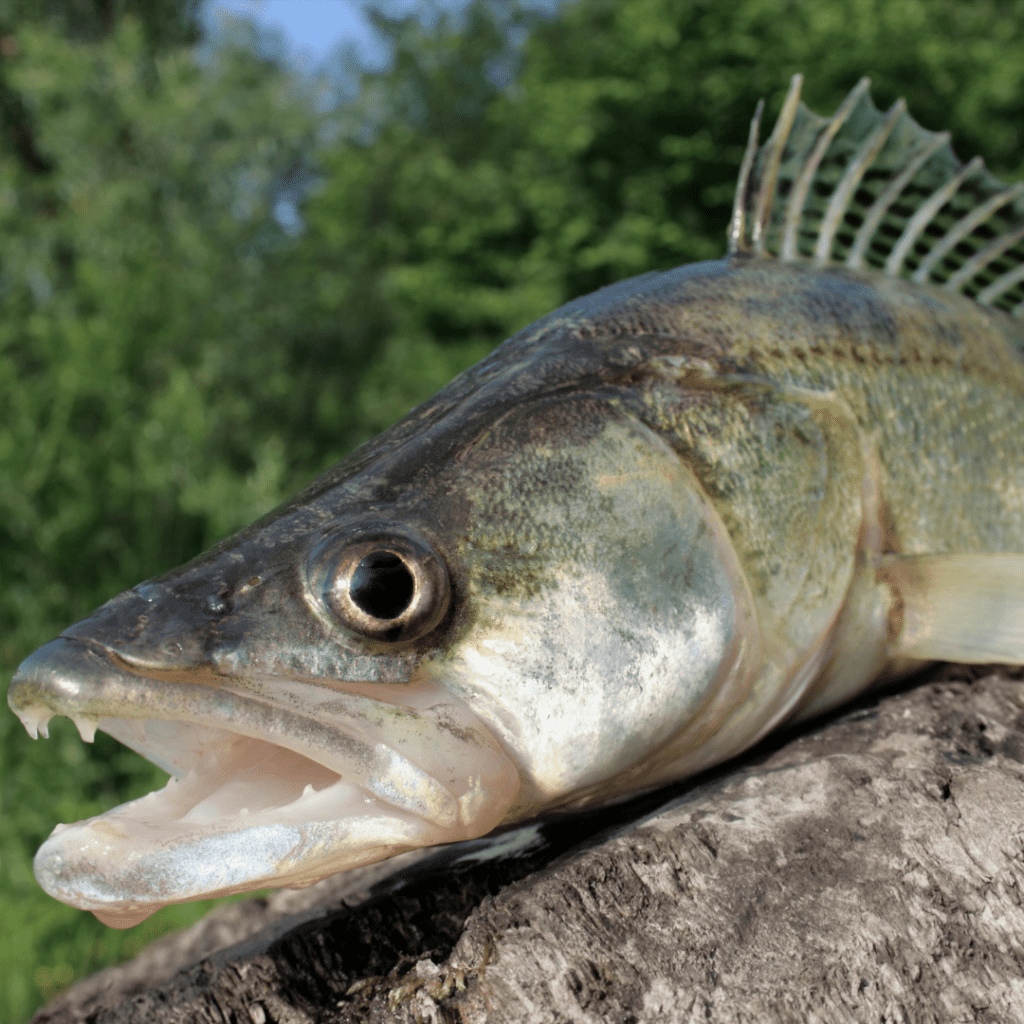 So fängst du Raubfische im Fluss! – Mehr Angeln